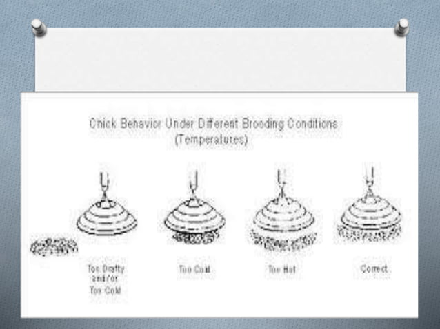 Brooding and management | PPTX