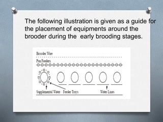 Brooding and management | PPTX