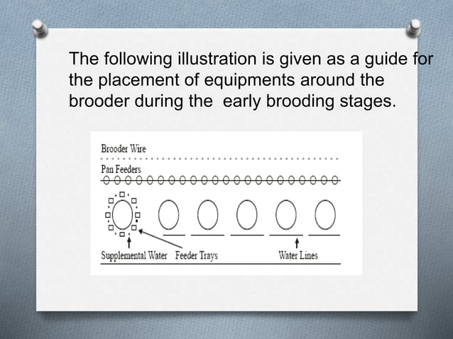 Brooding and management | PPTX