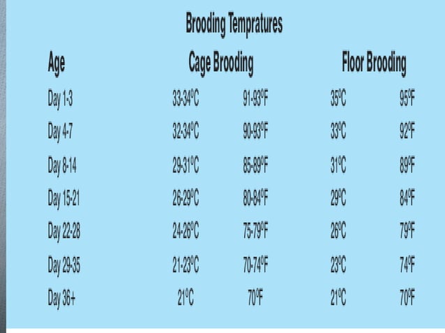 Brooding and management | PPTX
