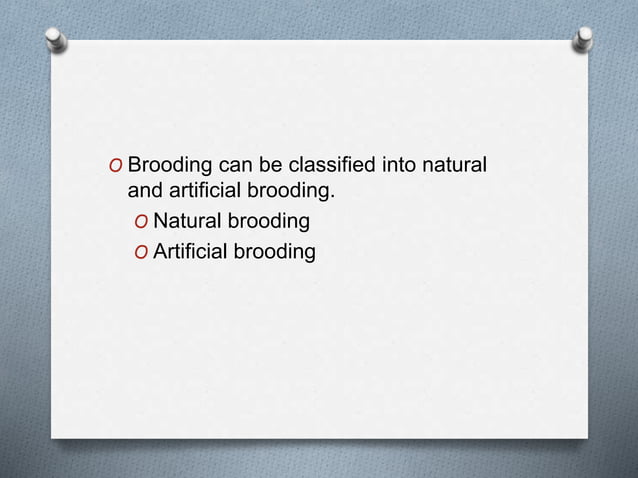 Brooding and management | PPTX