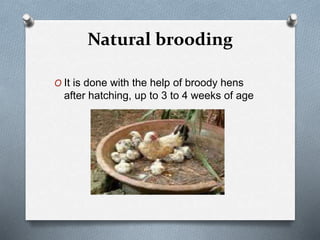 Brooding and management | PPTX