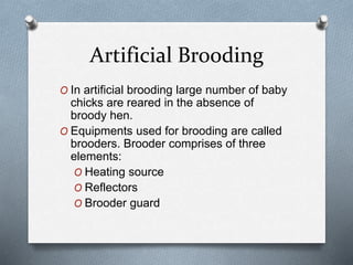 Brooding and management | PPTX