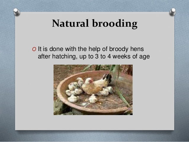 Brooding and management