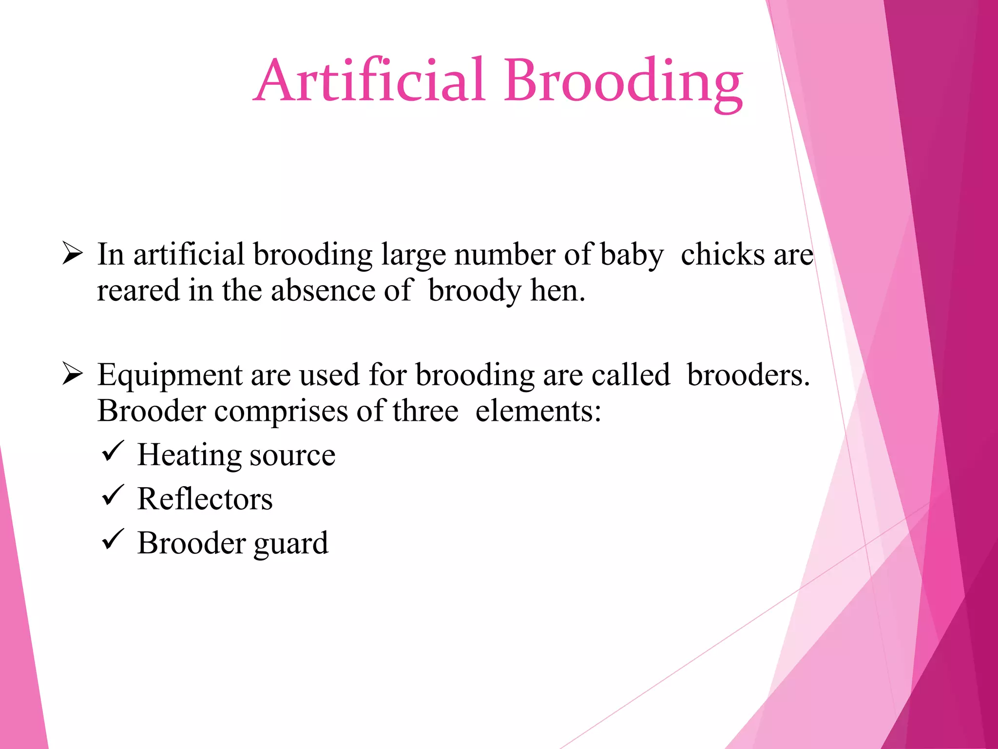 Brooding period management | PPTX