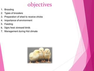 Brooding period management | PPTX