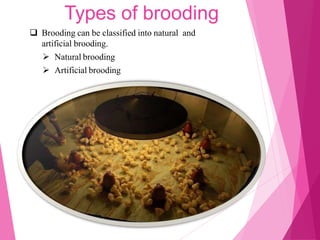 Brooding period management | PPTX