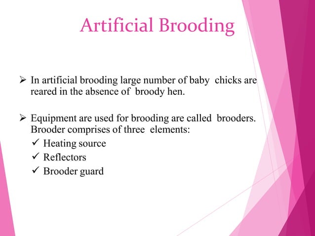 Brooding period management | PPTX | Infertility | Reproductive Health