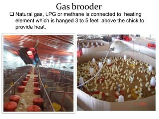 Brooding period management | PPTX