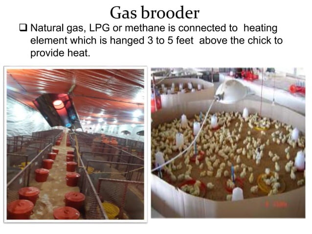 Brooding period management | PPTX | Infertility | Reproductive Health