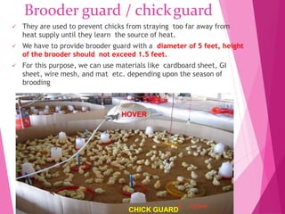 Brooding period management | PPT