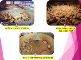 Brooding period management | PPT