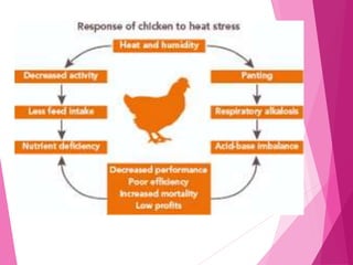 Brooding period management | PPT