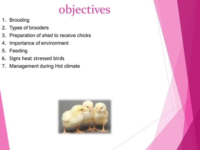 Brooding period management | PPT