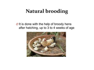 Brooding period management | PPT