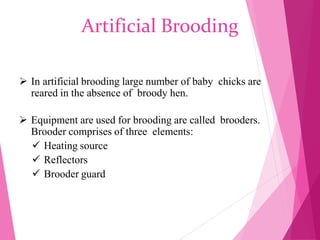Brooding period management | PPT