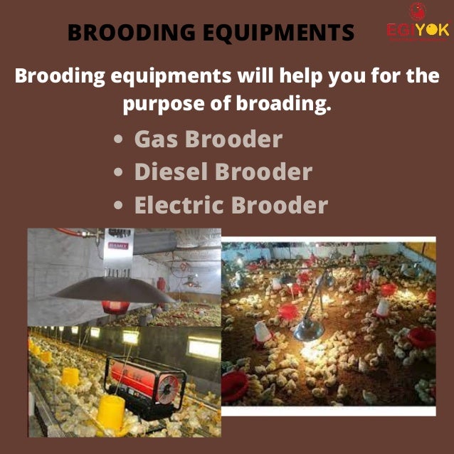 BROODING EQUIPMENTS | PDF