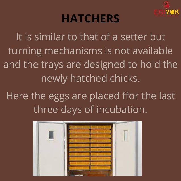 BROODING EQUIPMENTS | PDF