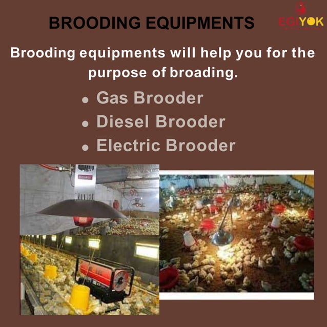 BROODING EQUIPMENTS | PPTX