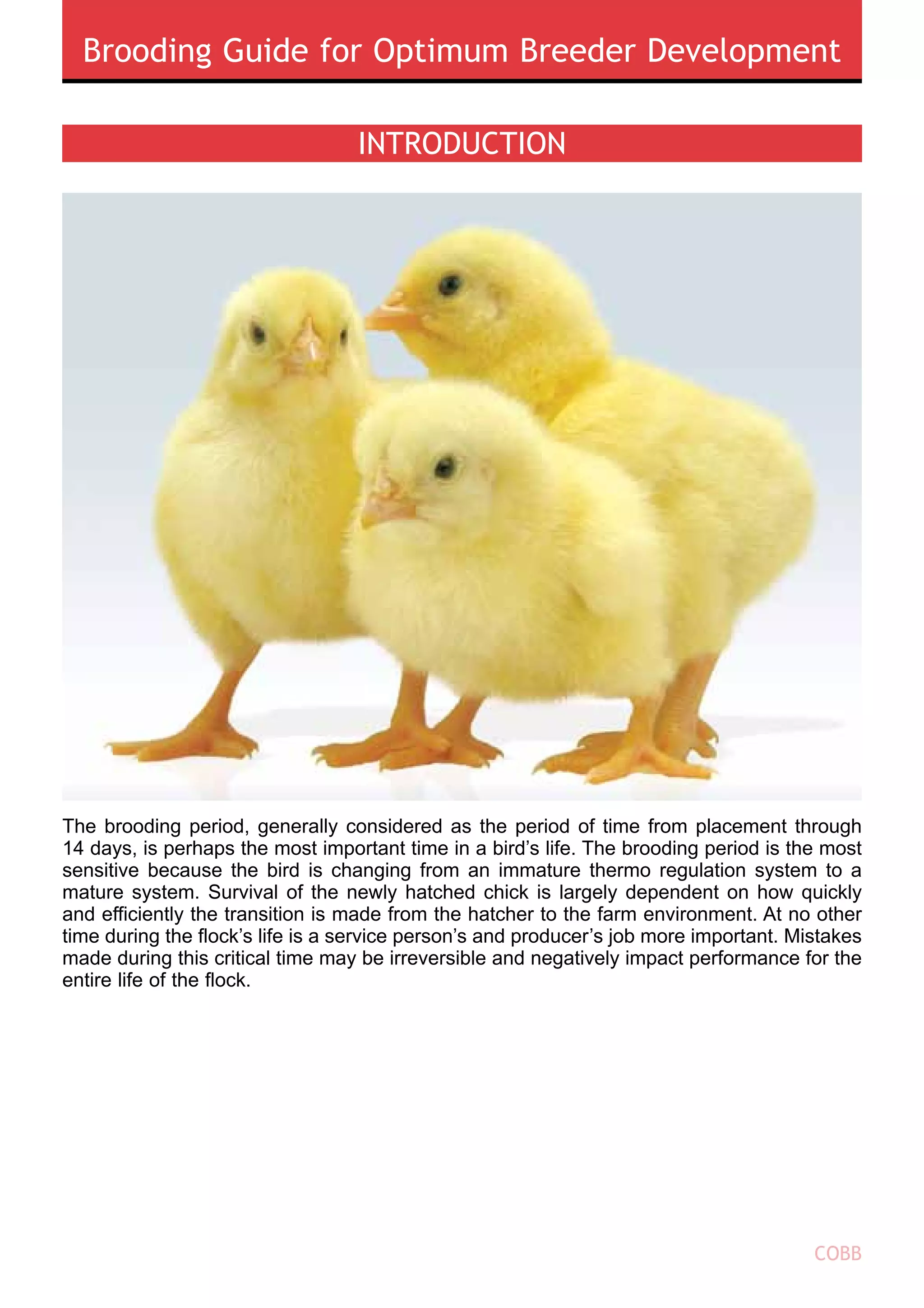 Brooding guide | PDF