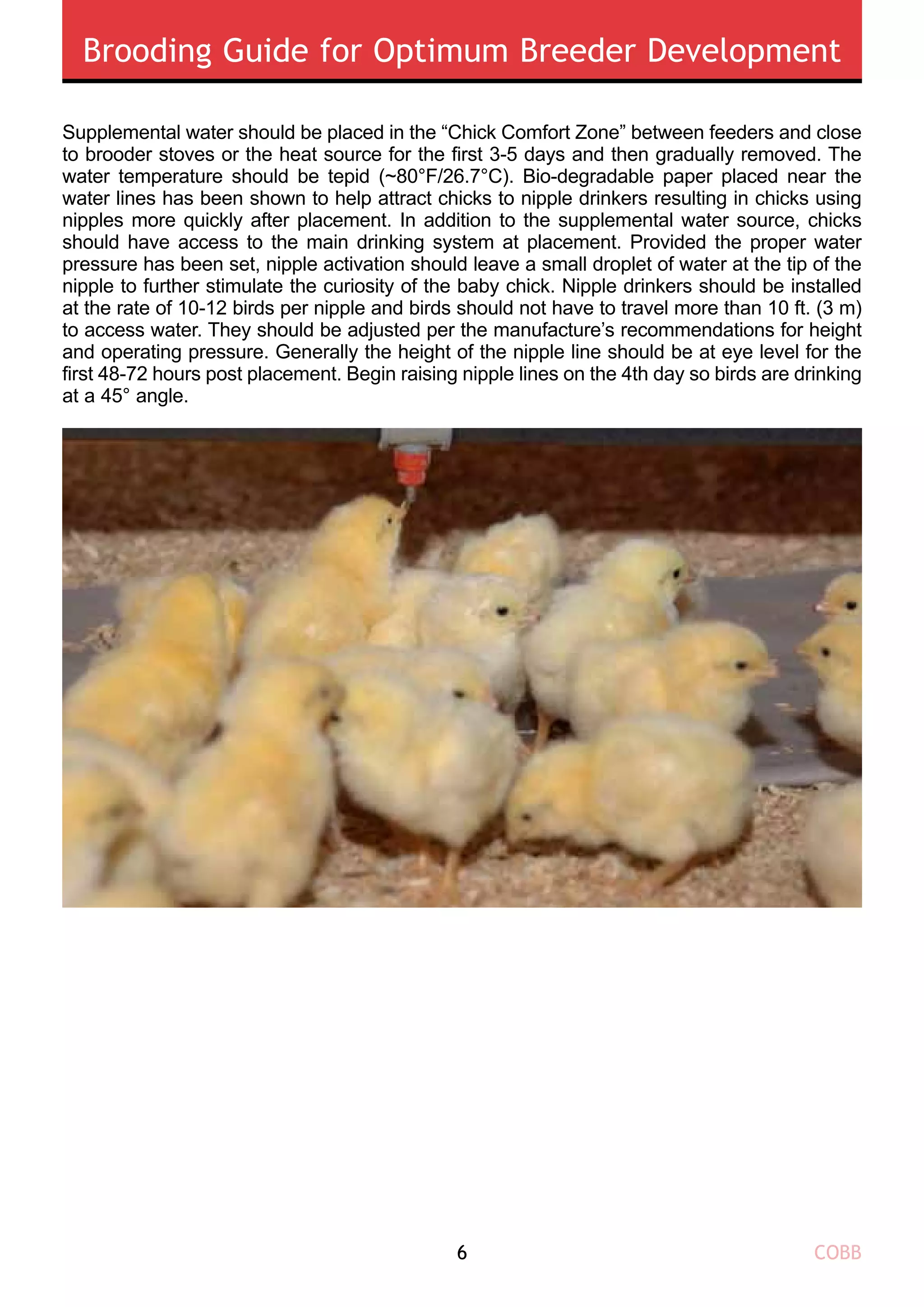 Brooding guide | PDF