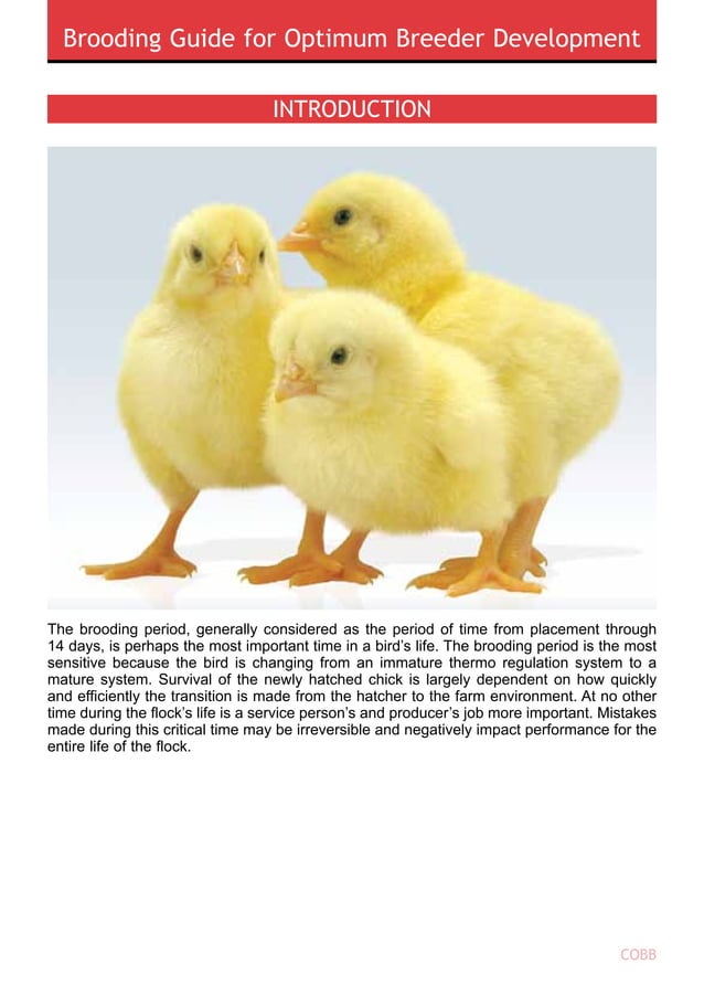 Brooding guide | PDF
