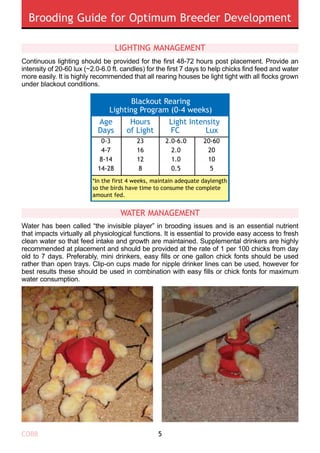 Brooding guide | PDF