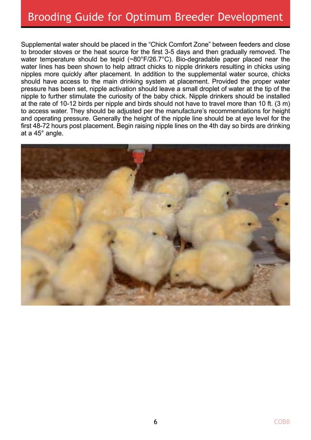 Brooding guide | PDF