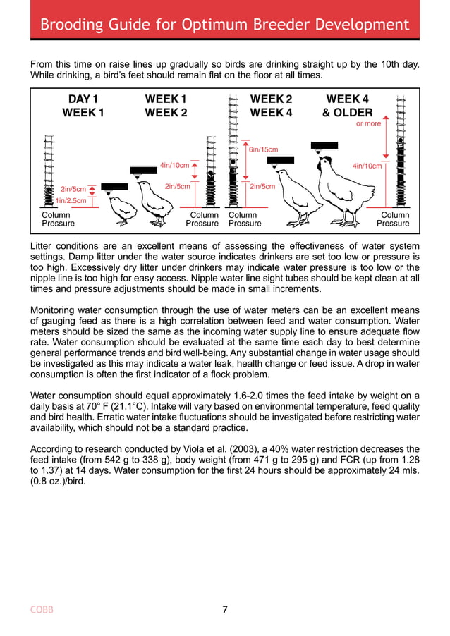 Brooding guide | PDF