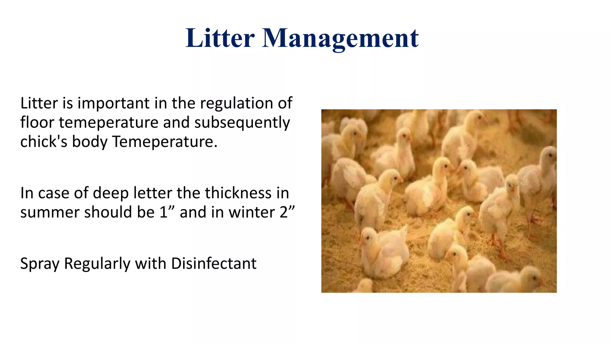 Basic Brooding house management | PPTX