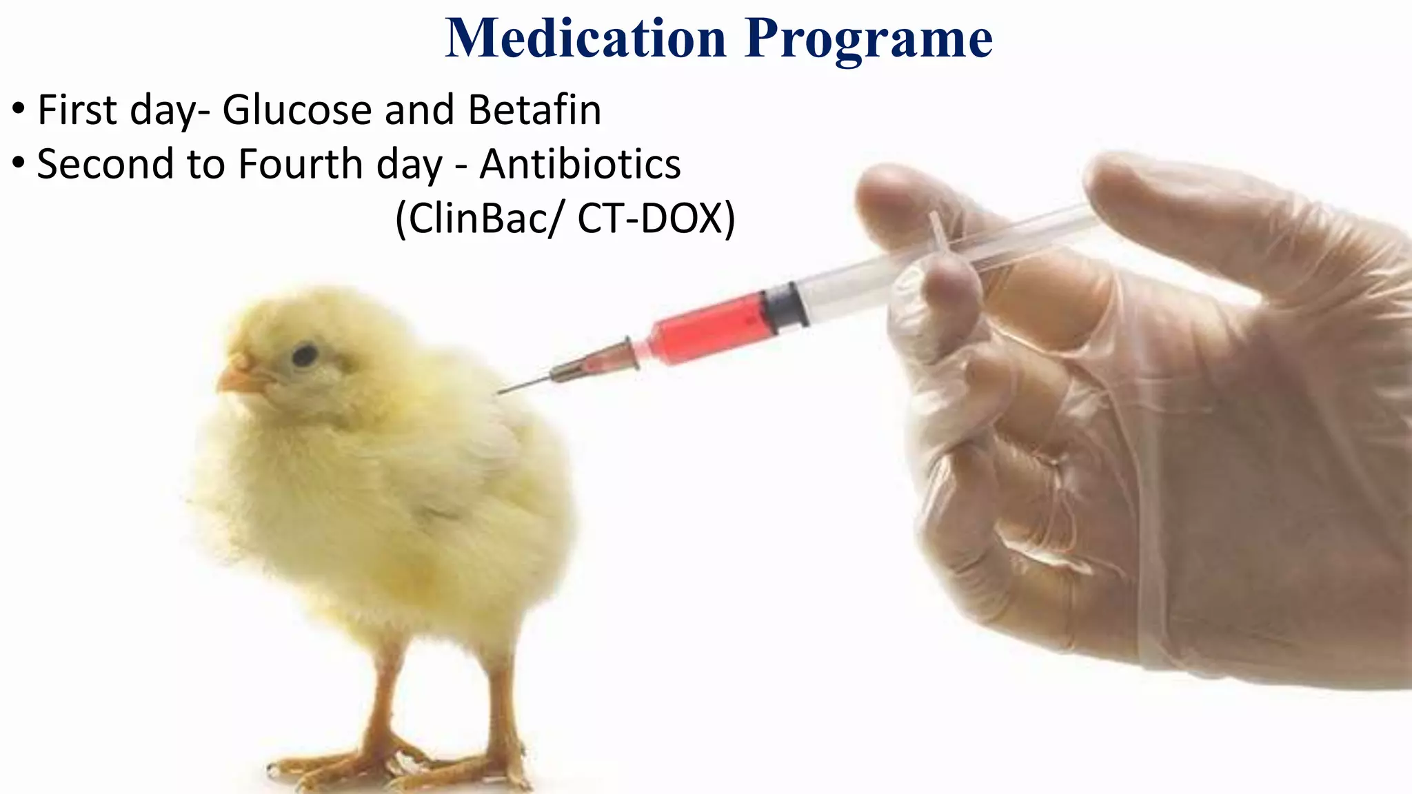 Basic Brooding house management | PPTX