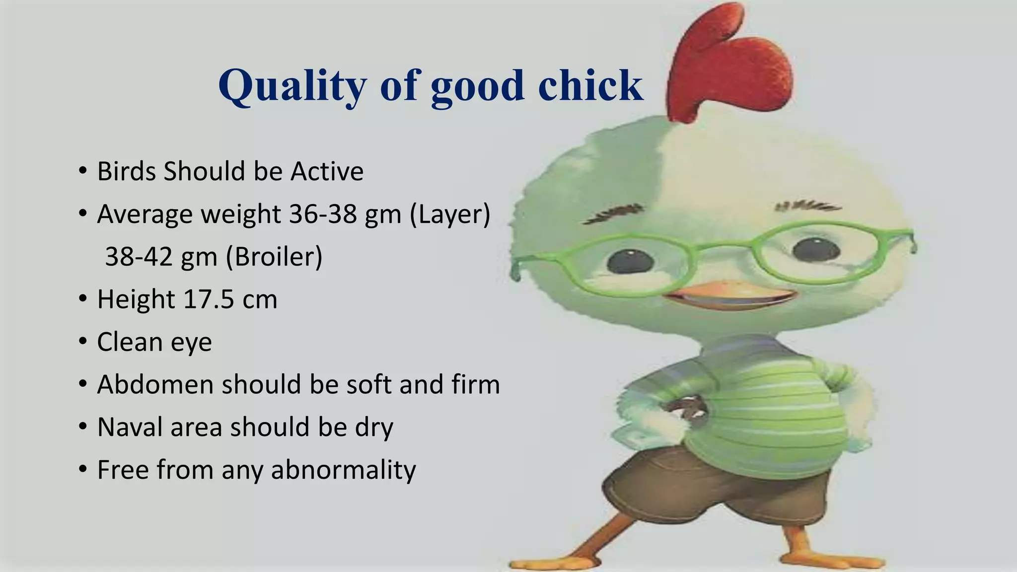 Basic Brooding house management | PPTX