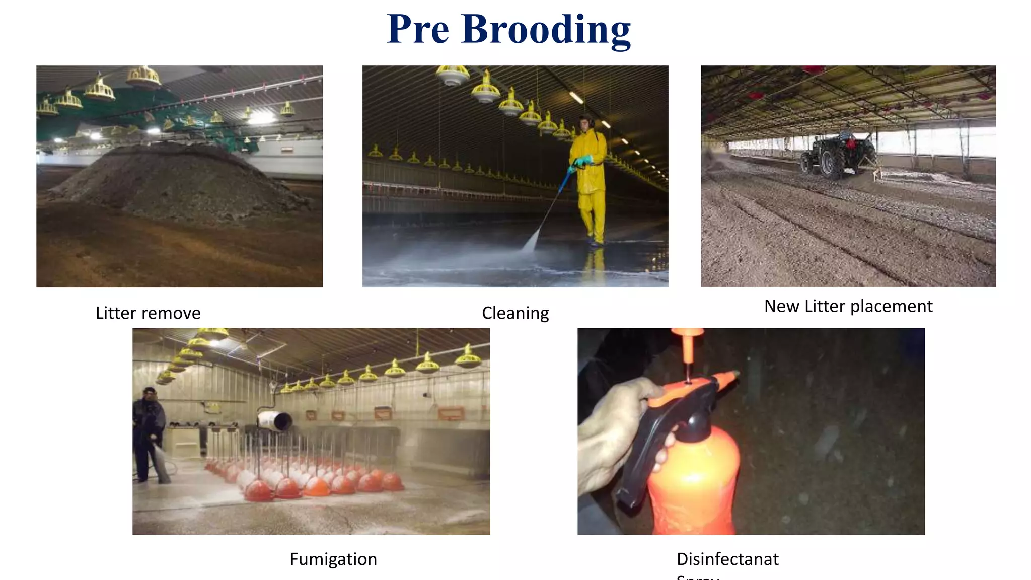 Basic Brooding house management | PPTX