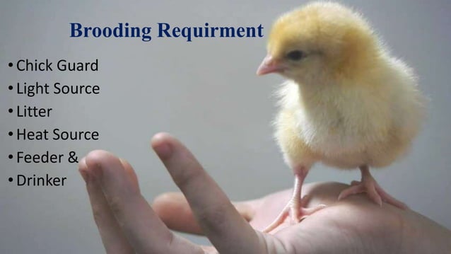 Basic Brooding house management | PPTX | Birdwatching | Hobbies & Interests