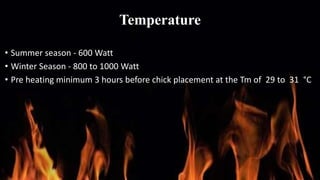 Basic Brooding house management | PPTX