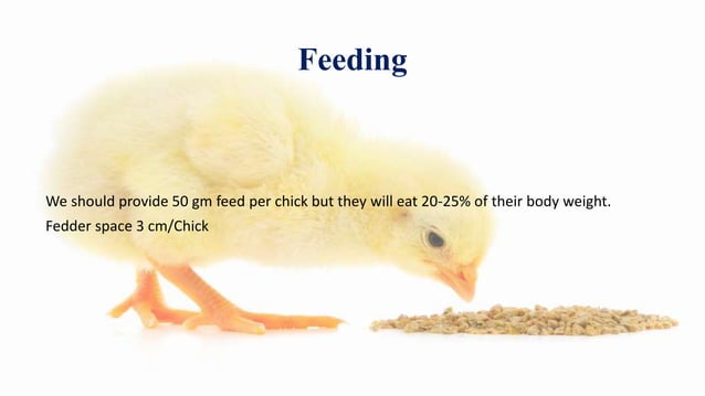 Basic Brooding house management | PPTX | Birdwatching | Hobbies & Interests