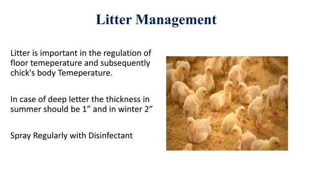 Basic Brooding house management | PPTX | Birdwatching | Hobbies & Interests