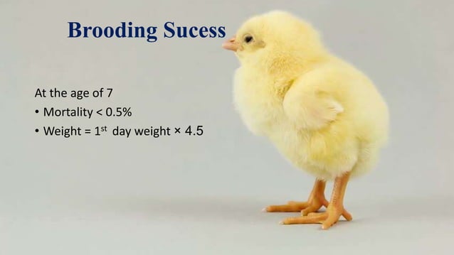 Basic Brooding house management | PPTX | Birdwatching | Hobbies & Interests