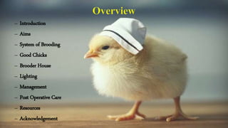 Basic Brooding house management | PPTX