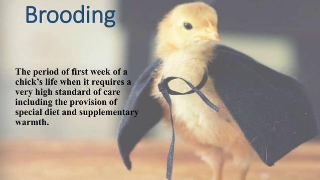 Basic Brooding house management | PPTX | Birdwatching | Hobbies & Interests