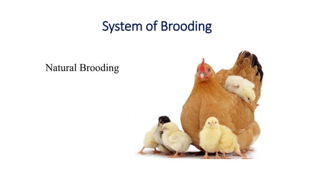 Basic Brooding house management | PPTX | Birdwatching | Hobbies & Interests