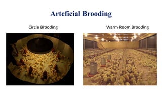 Basic Brooding house management | PPTX