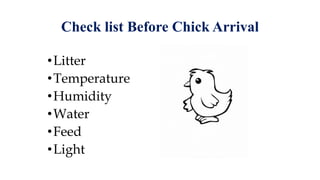 Basic Brooding house management | PPTX