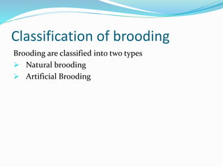 Brooding in poultry | PPTX