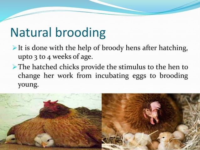 Brooding in poultry | PPTX