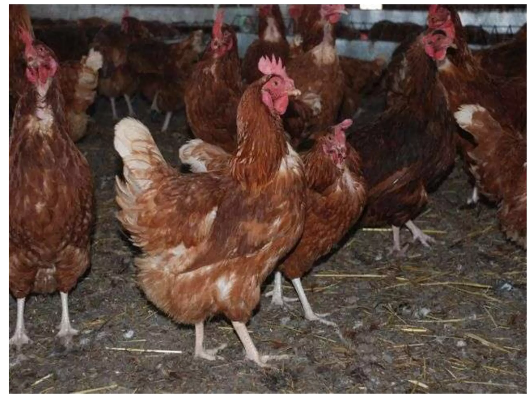 Brooding layer chicks tl | PPTX