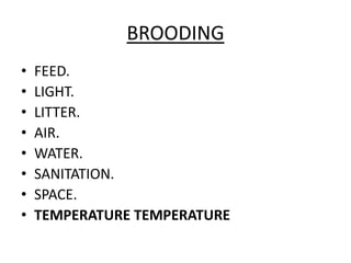 Brooding layer chicks tl | PPTX