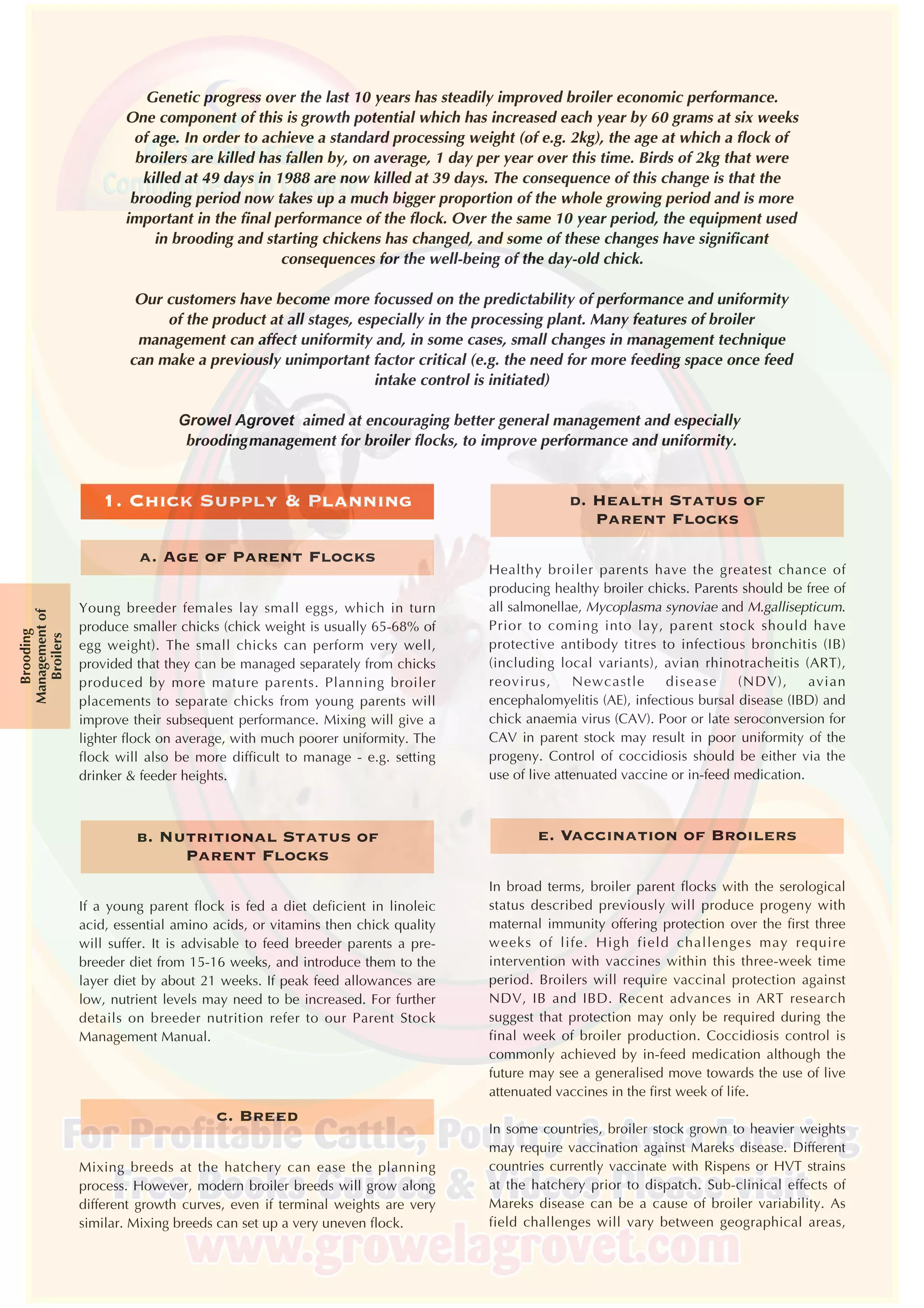 Broiler Brooding Management | PDF