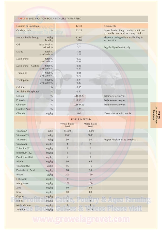 Broiler Brooding Management | PDF