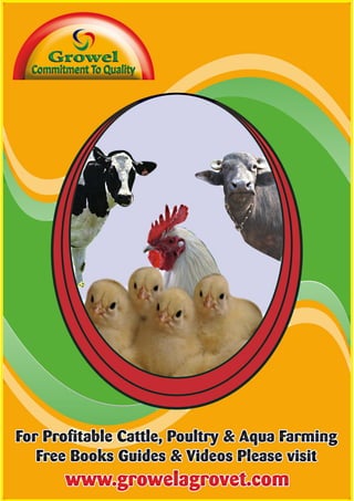 Broiler Brooding Management | PDF